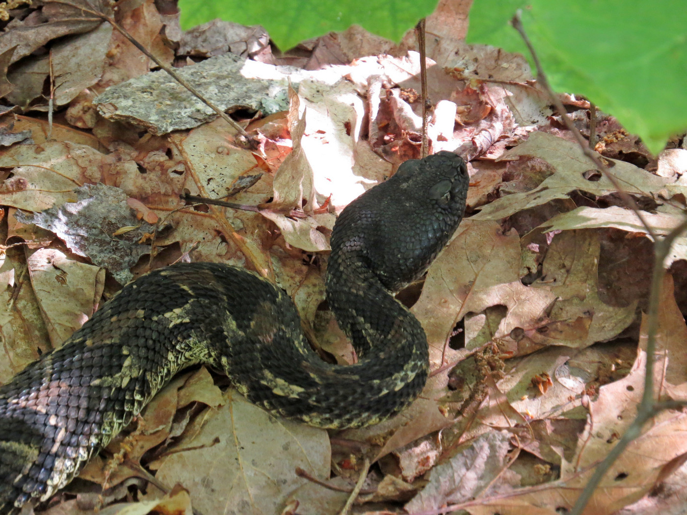 These 6 snake species are expanding their range and hikers are already ...