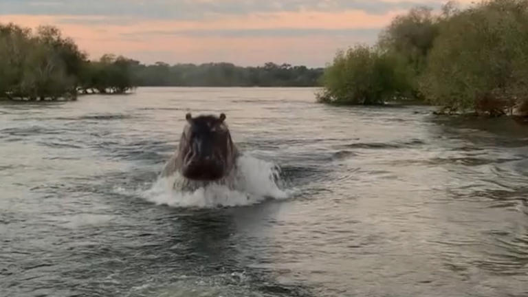 Terrifying moment sightseers chased by huge hippo