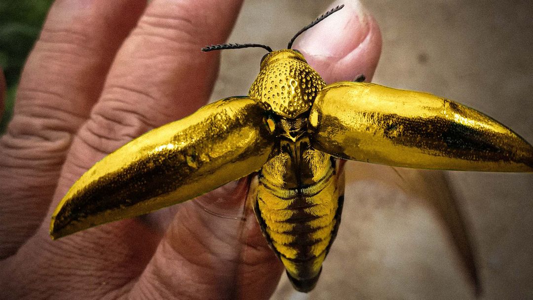 Top 9 bizarre beetles