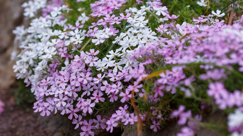 The best companion plants that will ensure your roses are happy and healthy