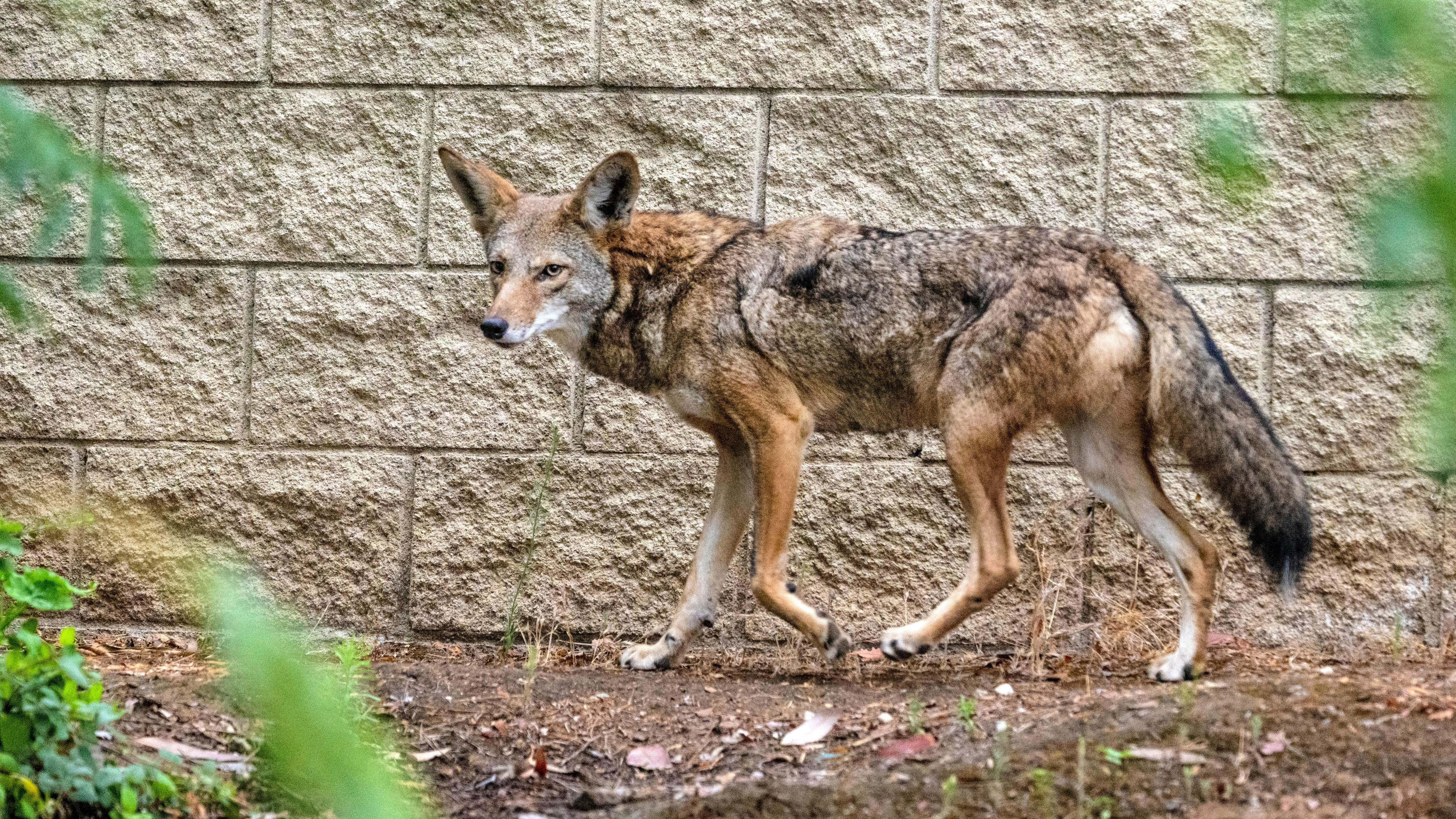 Coyote makes jaw-dropping 2-mile swim to Alcatraz Island