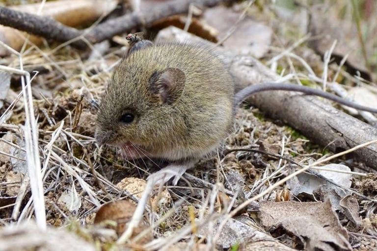 Plane Carrying Sick People From Rat Virus Cruise Ship Turned Away
