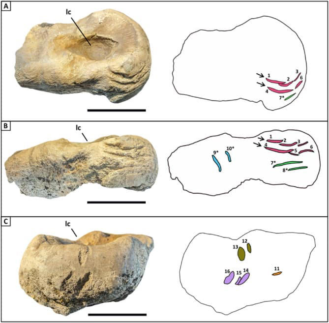 A student found 16 bite marks on a fossil and confirmed that ...