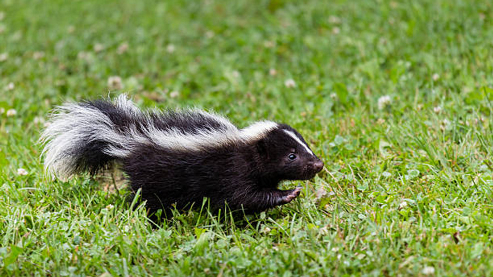 Rabid skunk confirmed in Clovis, first city case of 2026