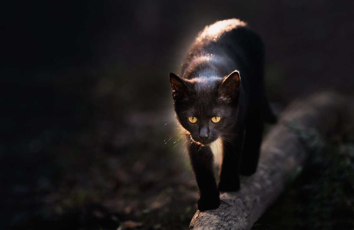 10 truths about black cats and bad luck myths