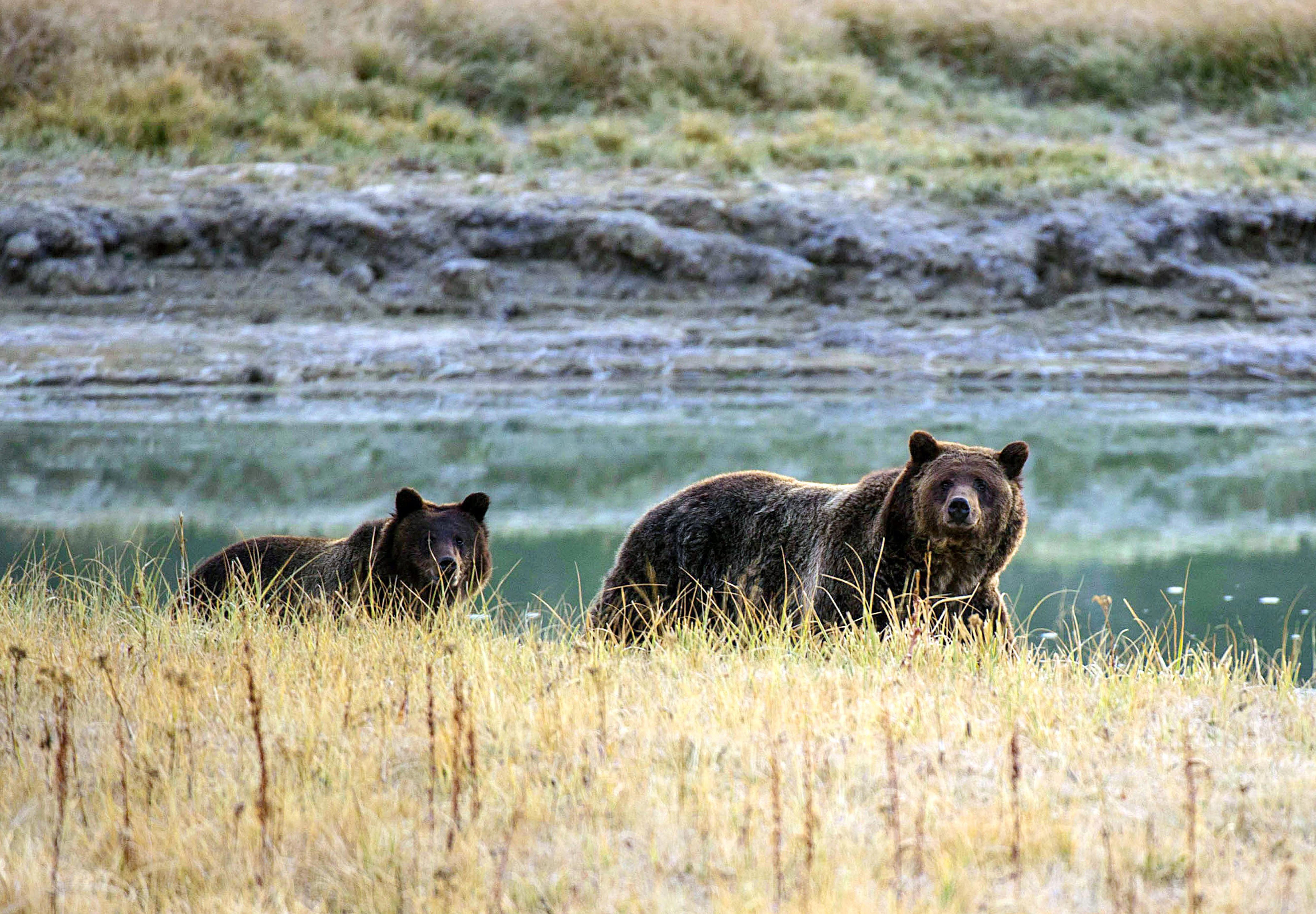 Two hikers injured in bear attack at Yellowstone National Park