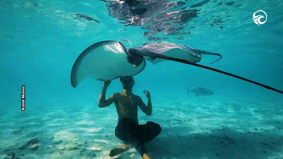 Diver plays with sting ray