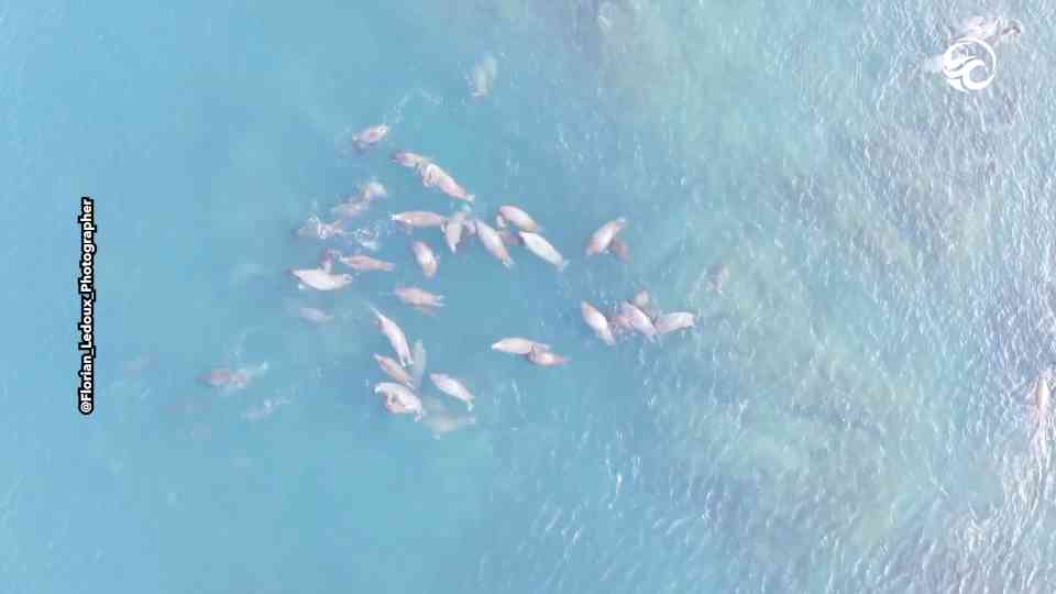 Walrus filmed from drones eye view