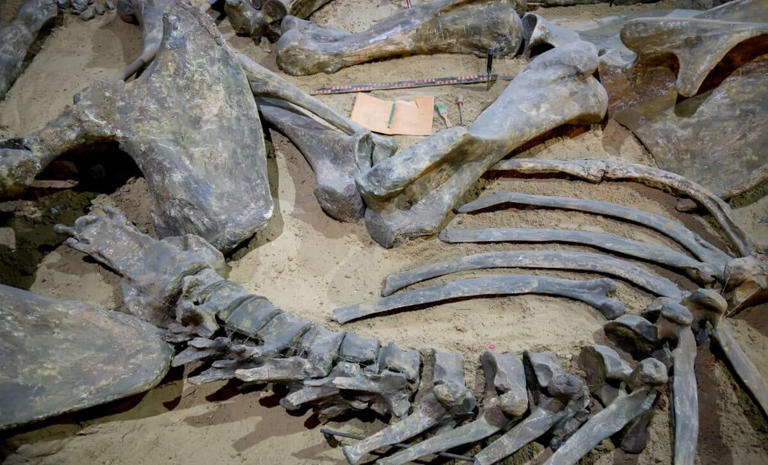 A student found 16 bite marks on a fossil and confirmed that ...