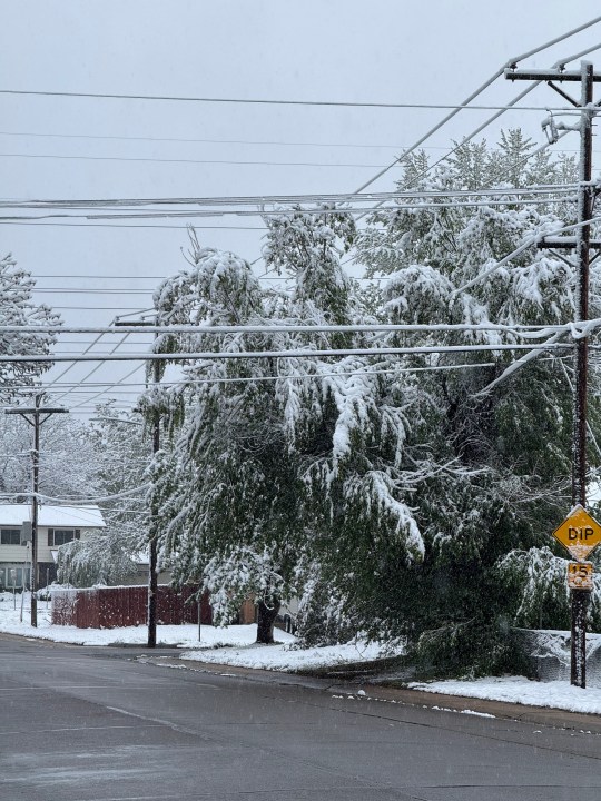 Power restored to more than 81K after snow piles on trees, lines