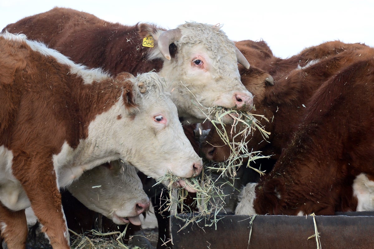 Beef prices are hitting record highs as DOJ launches antitrust probe