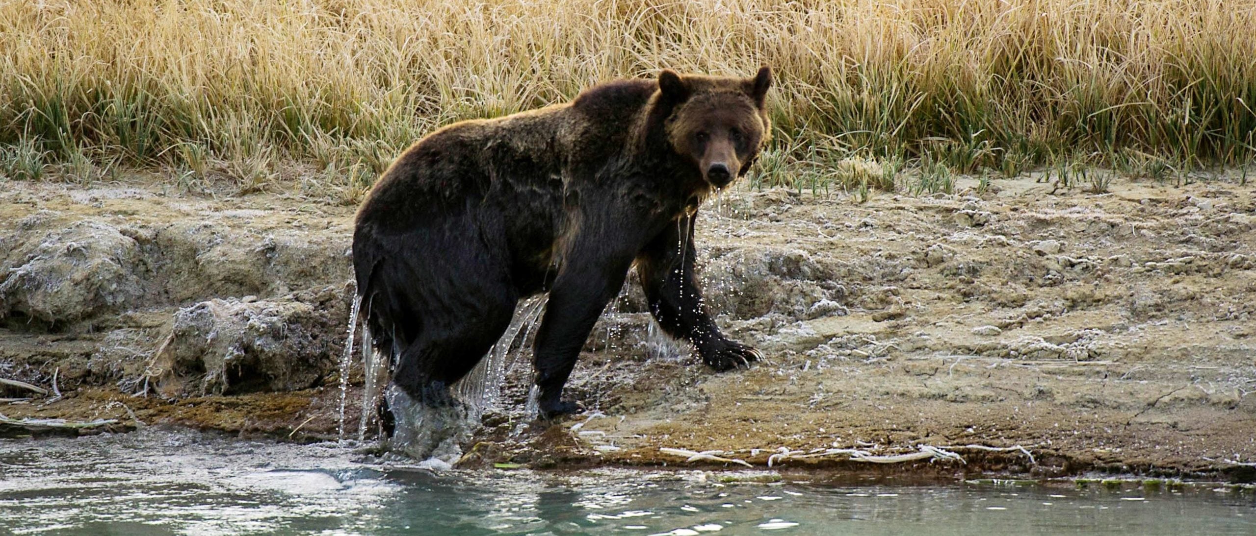 Bear attacks two hikers, officials shut down parts of Yellowstone ...