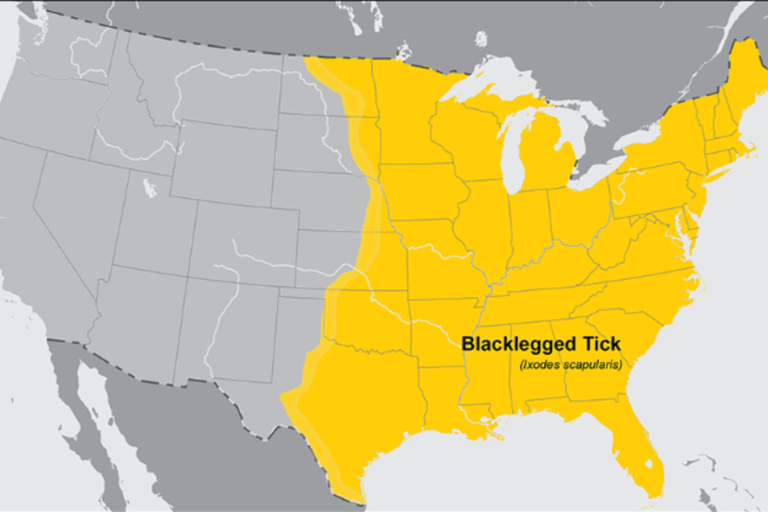 Map shows where ticks are spreading across US as bites spark CDC warning