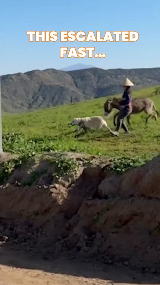 This dog runs straight toward the donkey - no hesitation