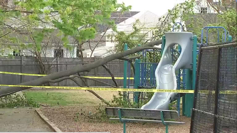 Child dies after being hit by tree on school playground