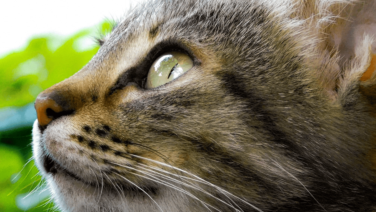 If you see these 9 signs, your cat could be choosing you as its ...