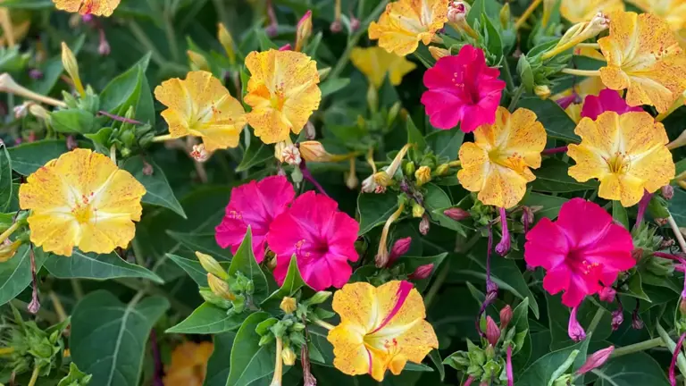 El dondiego de noche, las bonitas flores que se plantan ahora y en ...
