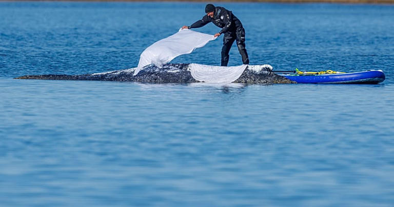 Timmy the humpback whale is presumed to have died after being released ...