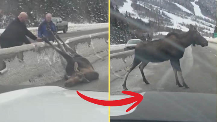Heroic man saves stuck moose from Newfoundland highway