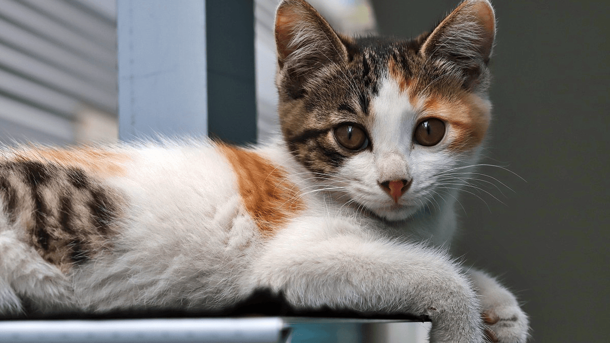 12 signs your cat has a strong bond with you, according to feline ...