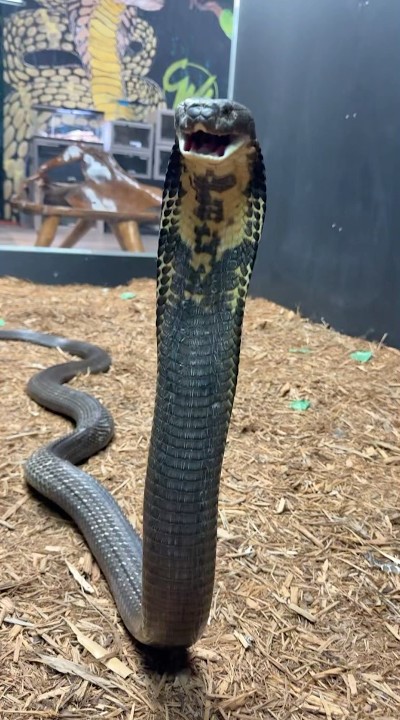 King cobra chases food!