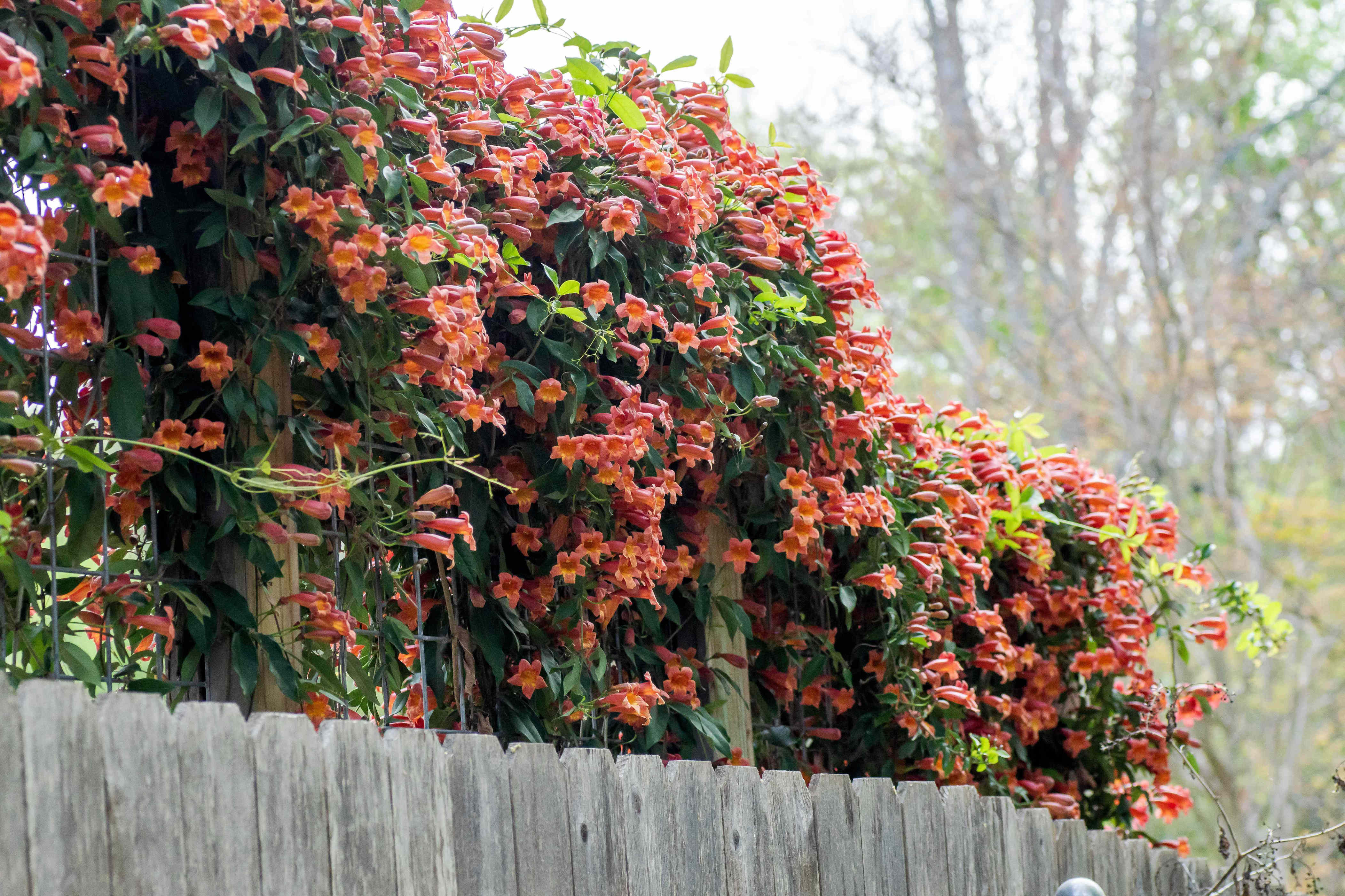 5 fast-growing flowering vines that love full sun and bloom all summer