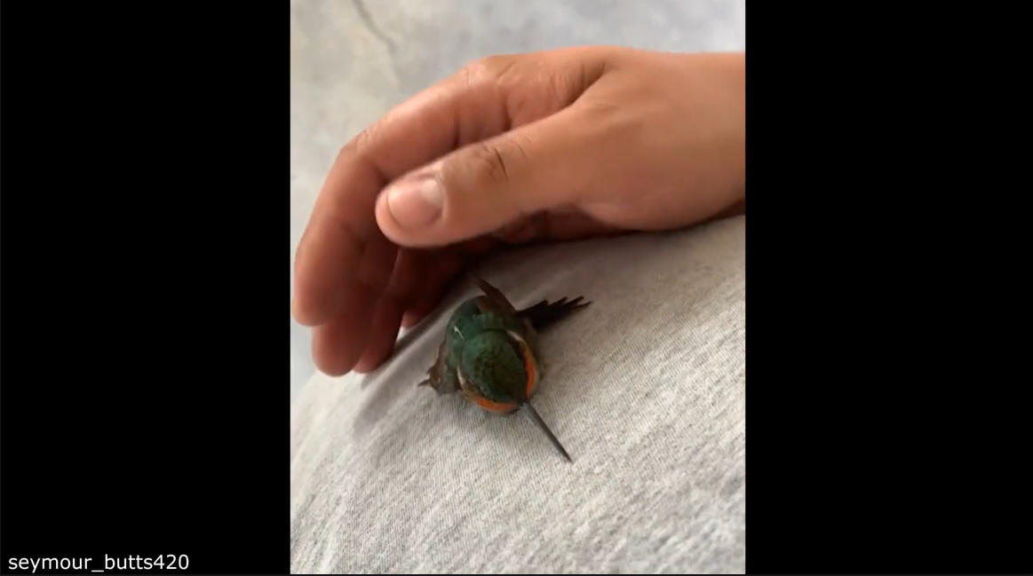 He made a new best friend out of nowhere