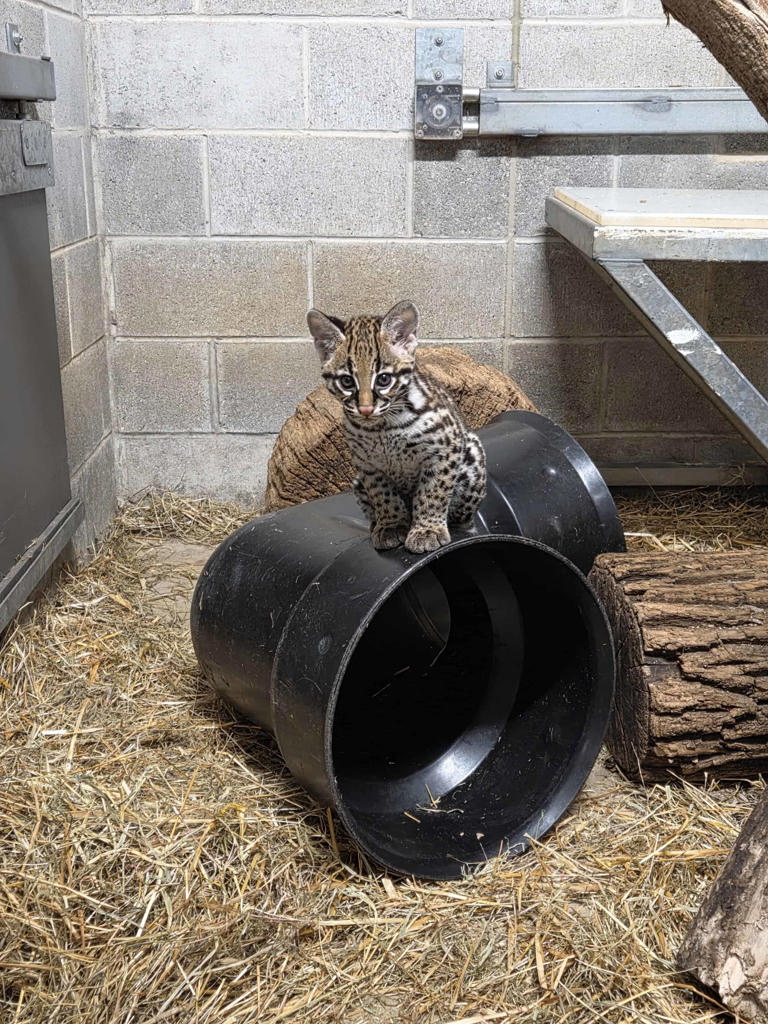 This ocelot kitten’s birth defied the odds