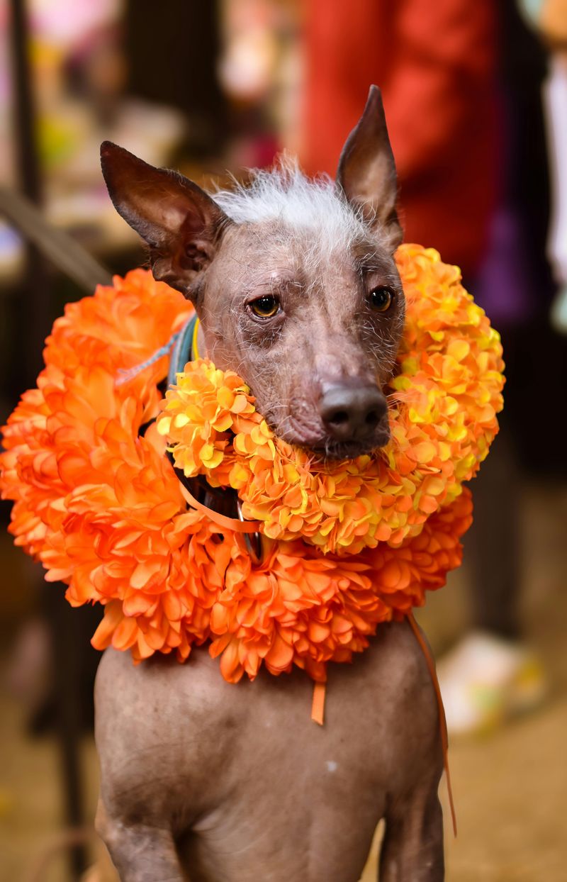 10 unusual dog breeds that don't look like typical dogs