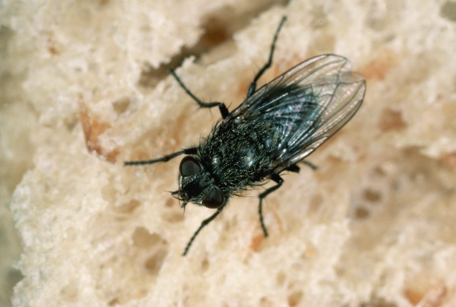 What happens when a fly lands on your food? It’s not so much about the ...
