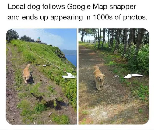 22 wild animal memes full of wacky and weird animal antics