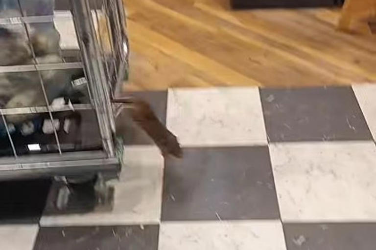 Paisley Greggs closed down after large rat caught on video rummaging ...