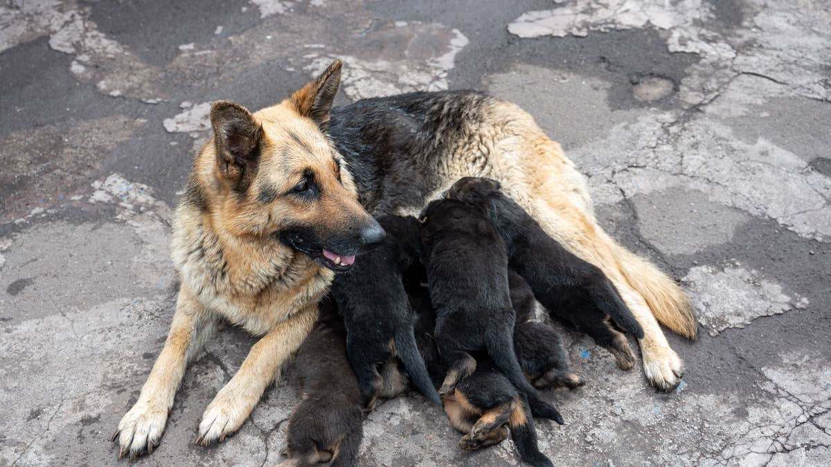Update on pregnant German shepherd mix saved from euthanasia will have ...