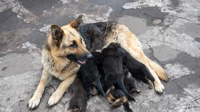 Update on pregnant German shepherd mix saved from euthanasia will have ...