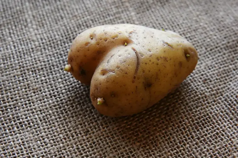 ¿Se pueden comer las patatas con brotes? Esta es la respuesta de los ...