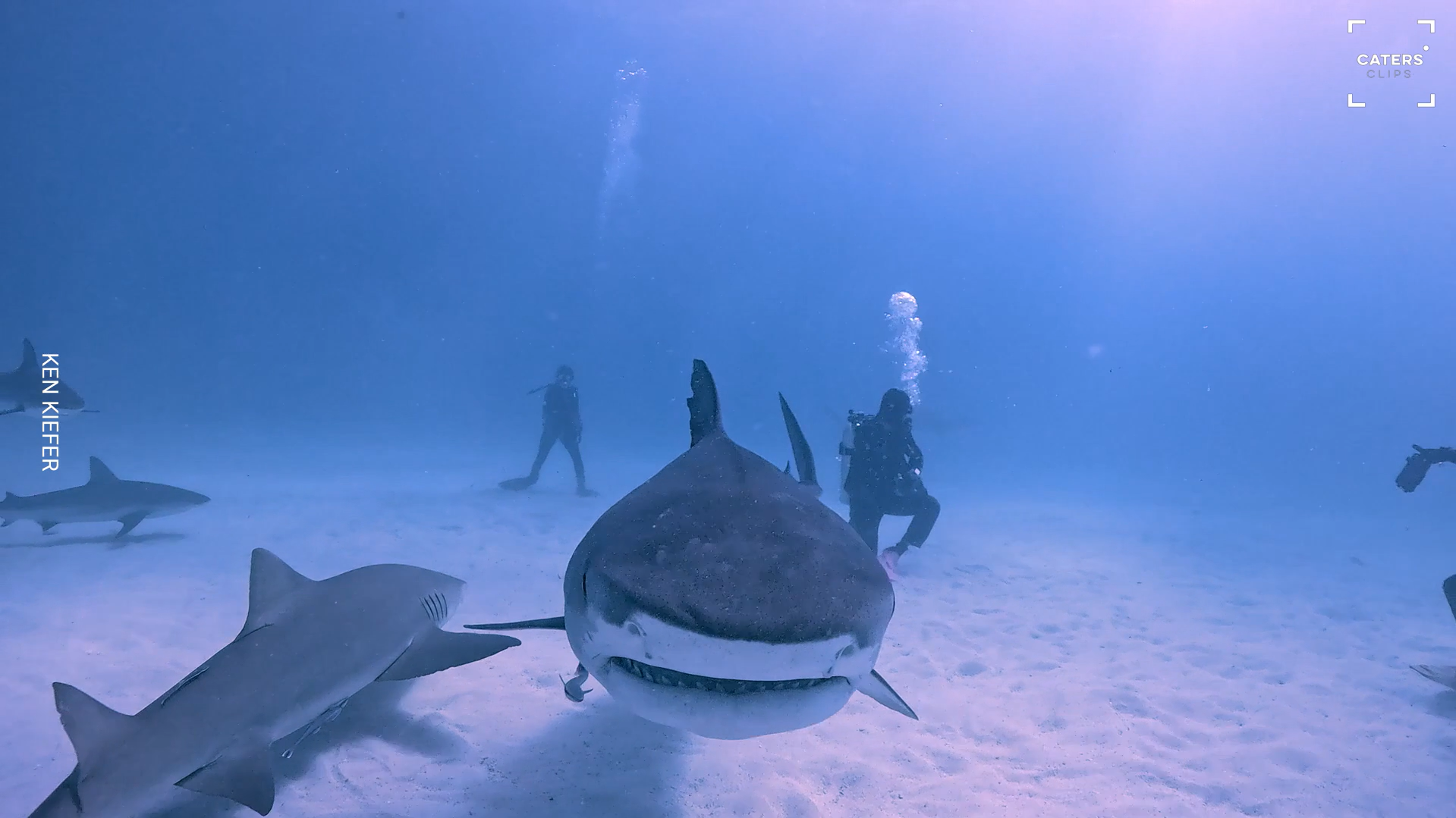 Curious sharks bump camera in amazing underwater wildlife encounter