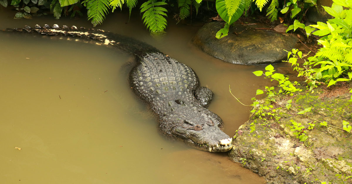 Missing businessman found dead inside huge crocodile lifted from river ...