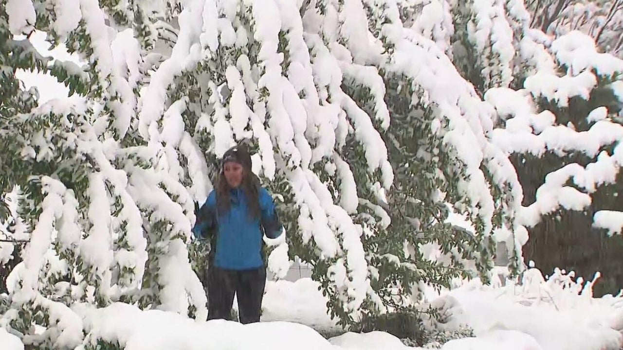 Heavy snow weighs down trees around Denver metro area