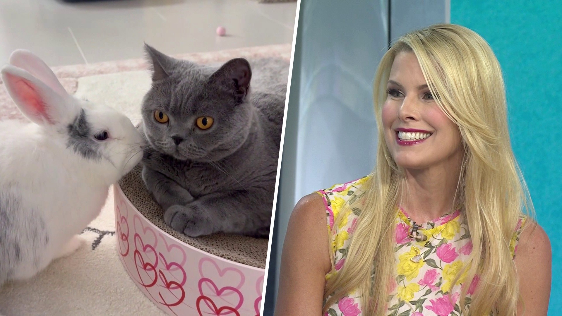 Beth Stern on children's book, finding homes for rescue animals