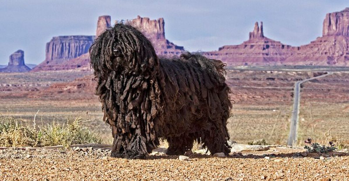 10 unusual dog breeds that don't look like typical dogs