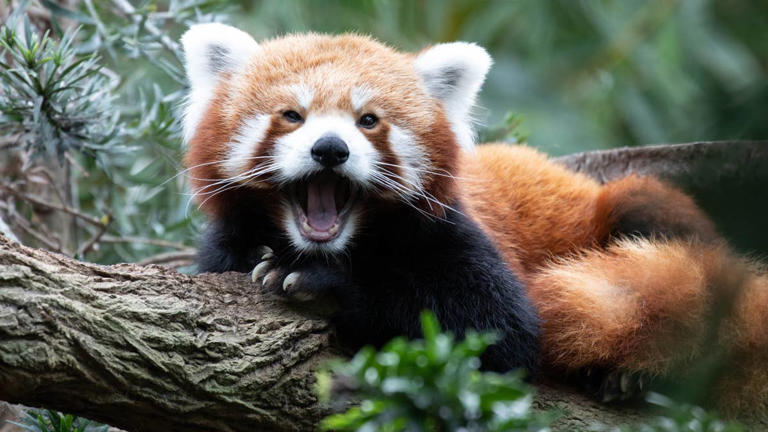 5 surprising things you probably didn’t know about red pandas