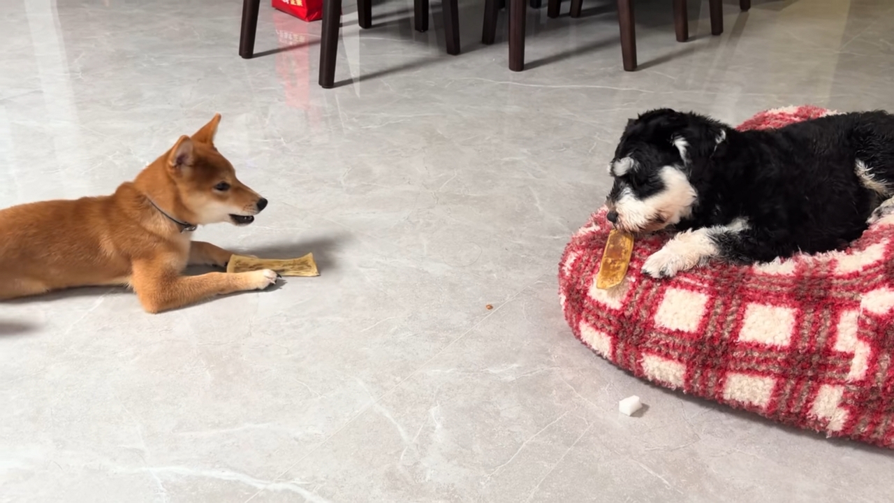 Dogs swap food in a cute stare-off