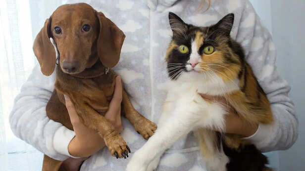 The hidden psychology behind why you’re a cat or dog person