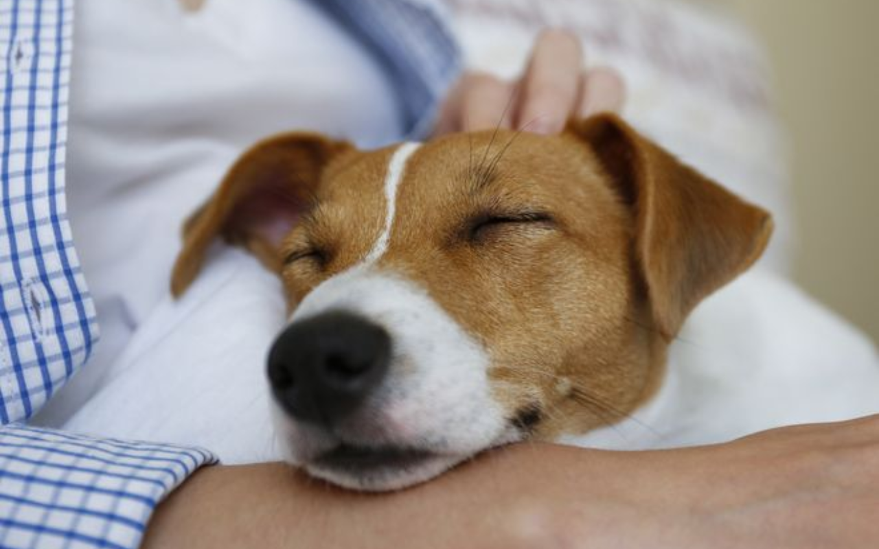 O que significa quando o cachorro dorme encostado no tutor e como isso ...