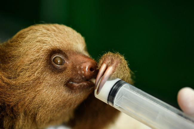 Lawmakers, animal rights groups call for charges in sloth deaths