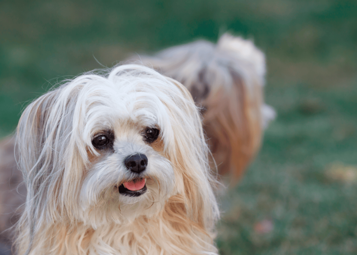 Meet the only dog breeds that don't shed, according to the American ...