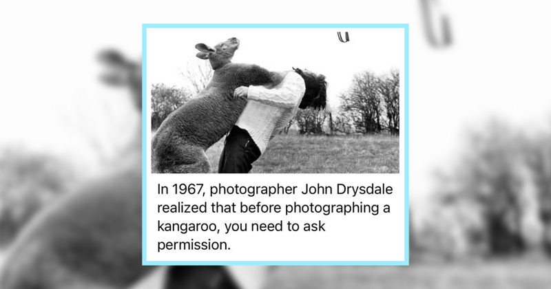 22 wild animal memes full of wacky and weird animal antics