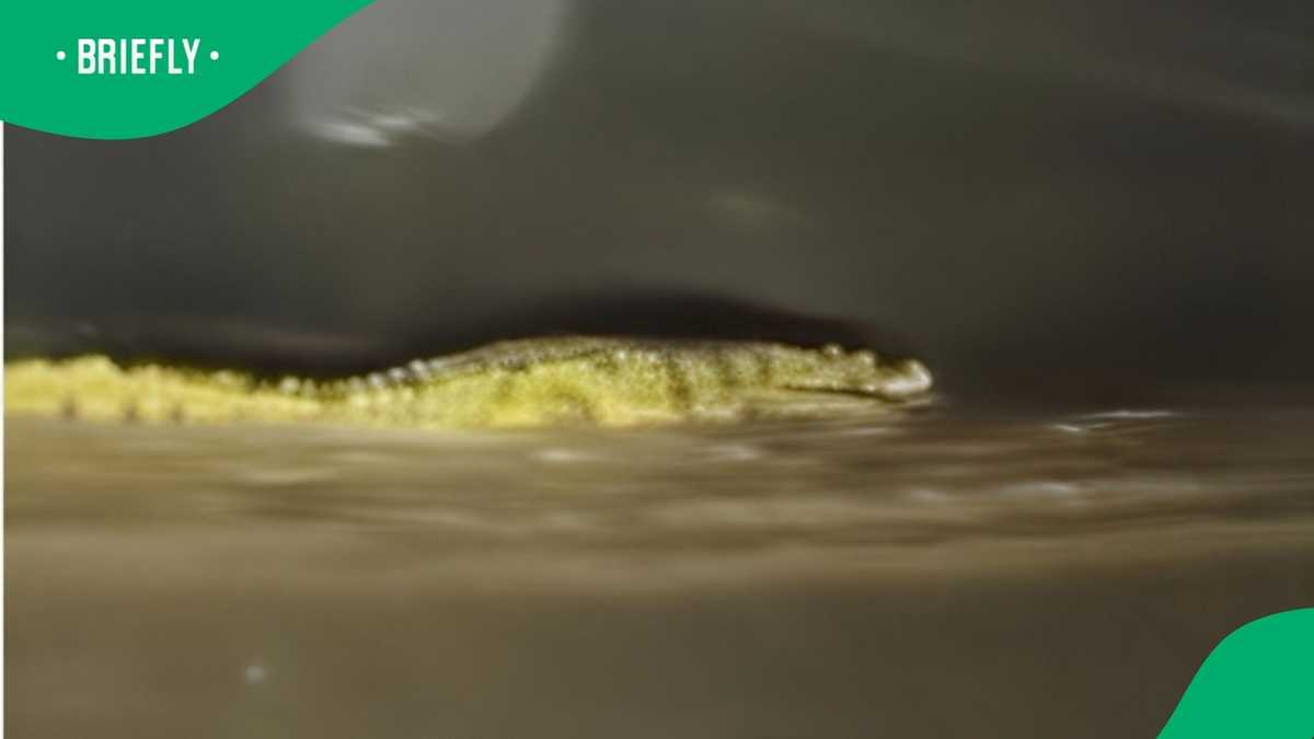 Where was it hiding all along?: Crocodile spotted in Uitenhage's Willow ...