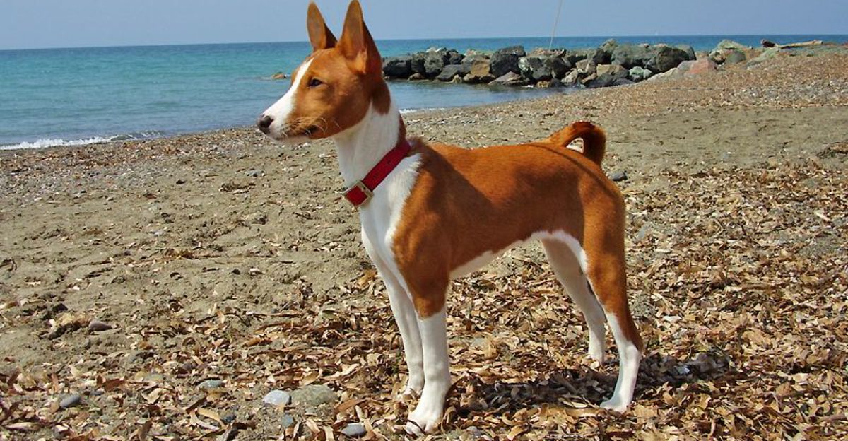 11 rule-breaking dogs that ignore you and 4 that finally listen