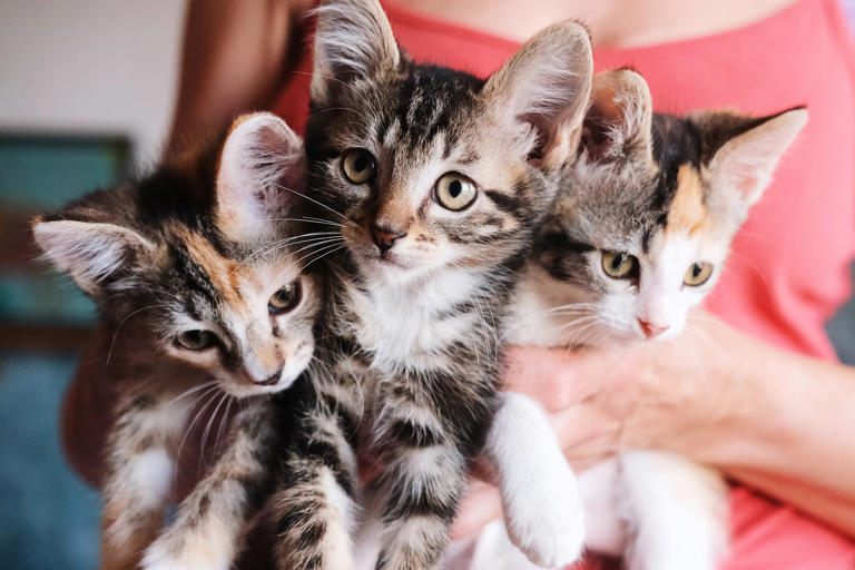 Especialistas en salud felina aseguran que el primer año de los gatos ...